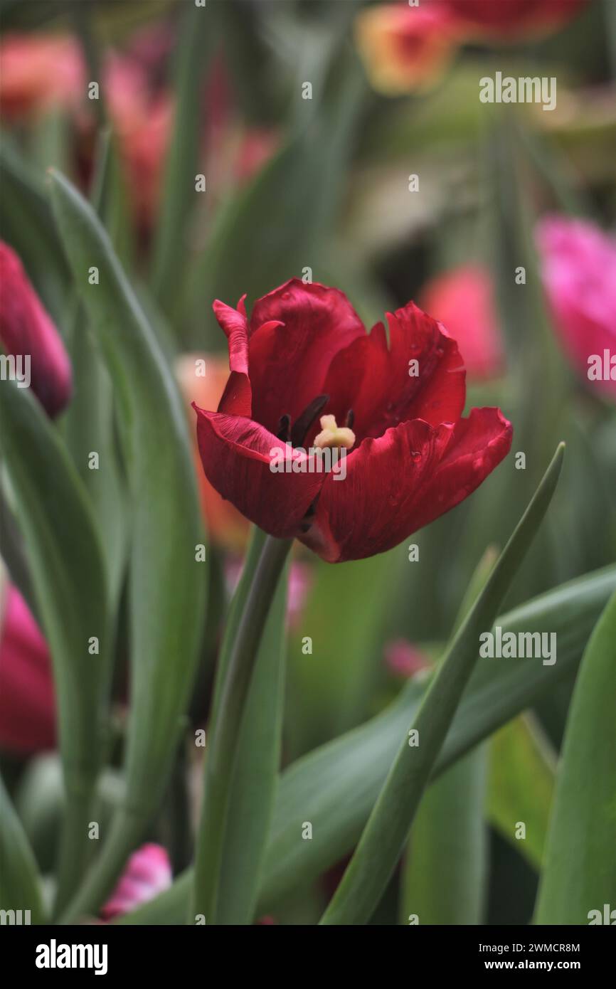 Tulip red yellow white pink flower buds corm garden flowers spring ...