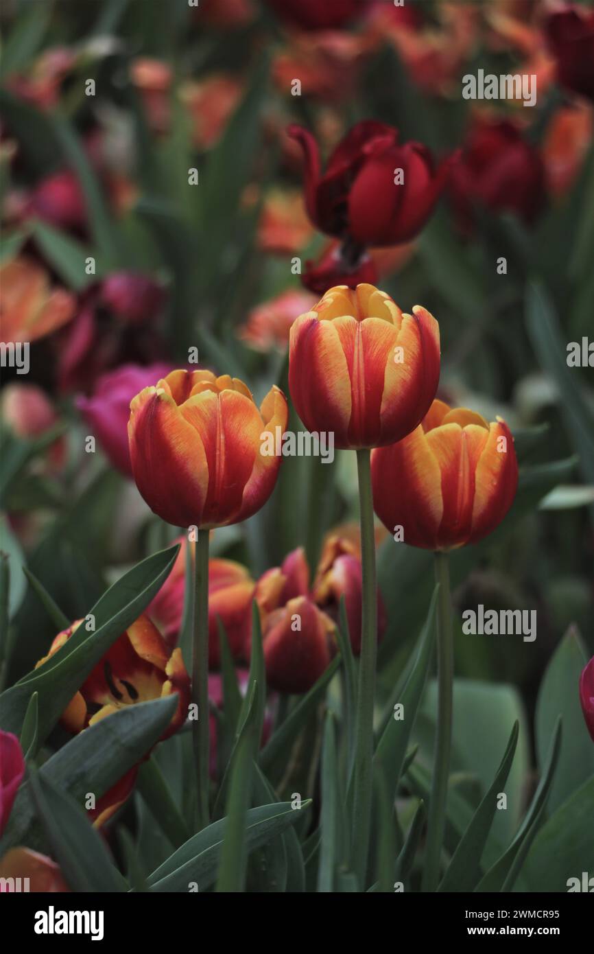 Tulip red yellow white pink flower buds corm garden flowers spring ...