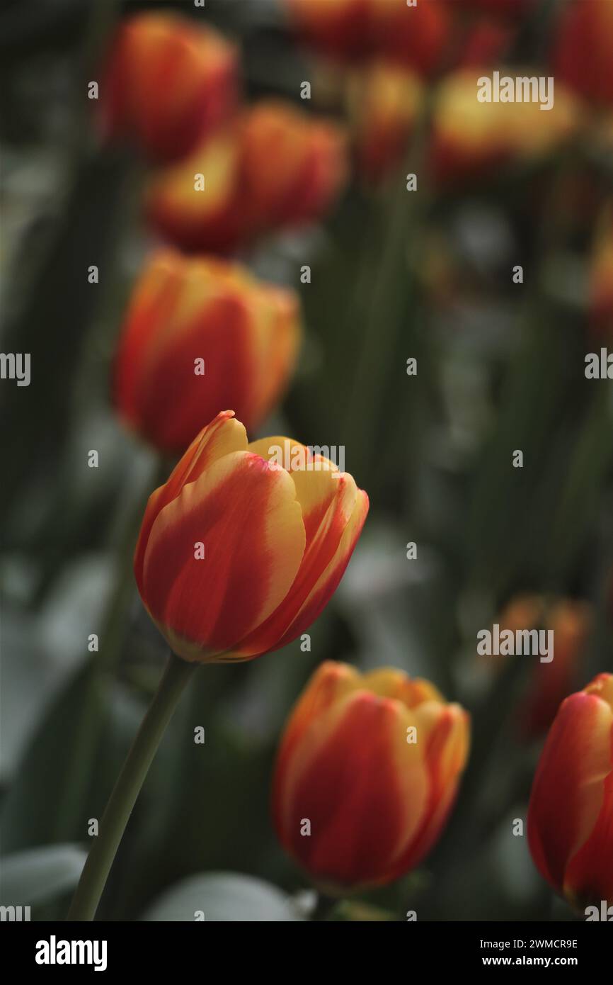 Tulip red yellow white pink flower buds corm garden flowers spring ...