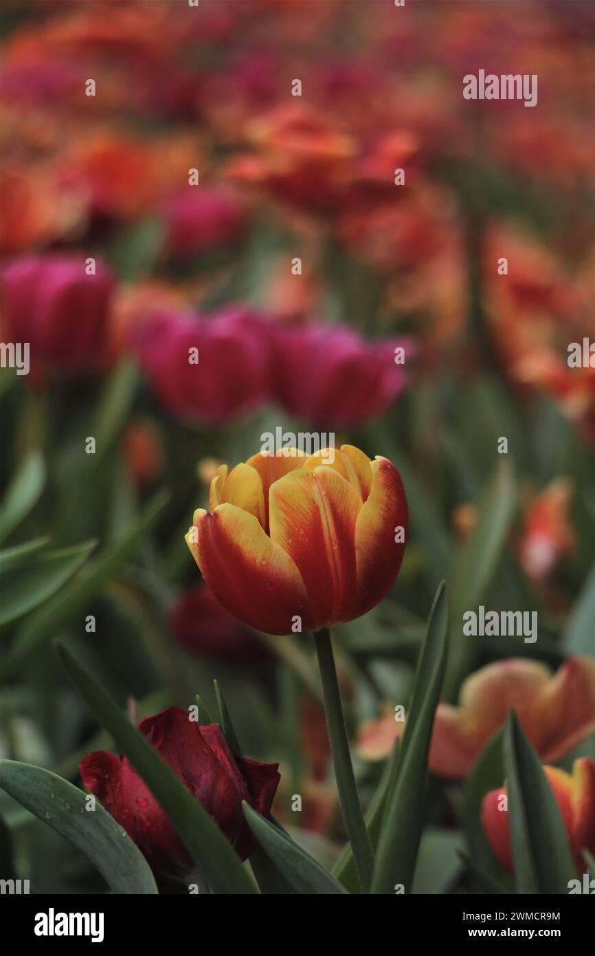 Tulip red yellow white pink flower buds corm garden flowers spring ...