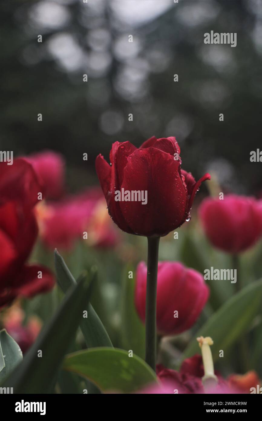 Tulip red yellow white pink flower buds corm garden flowers spring ...