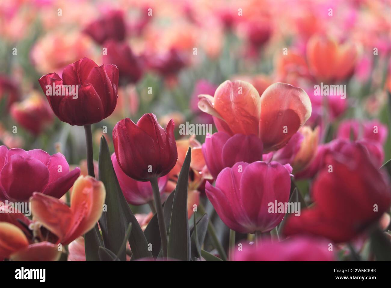 Tulip red yellow white pink flower buds corm garden flowers spring ...