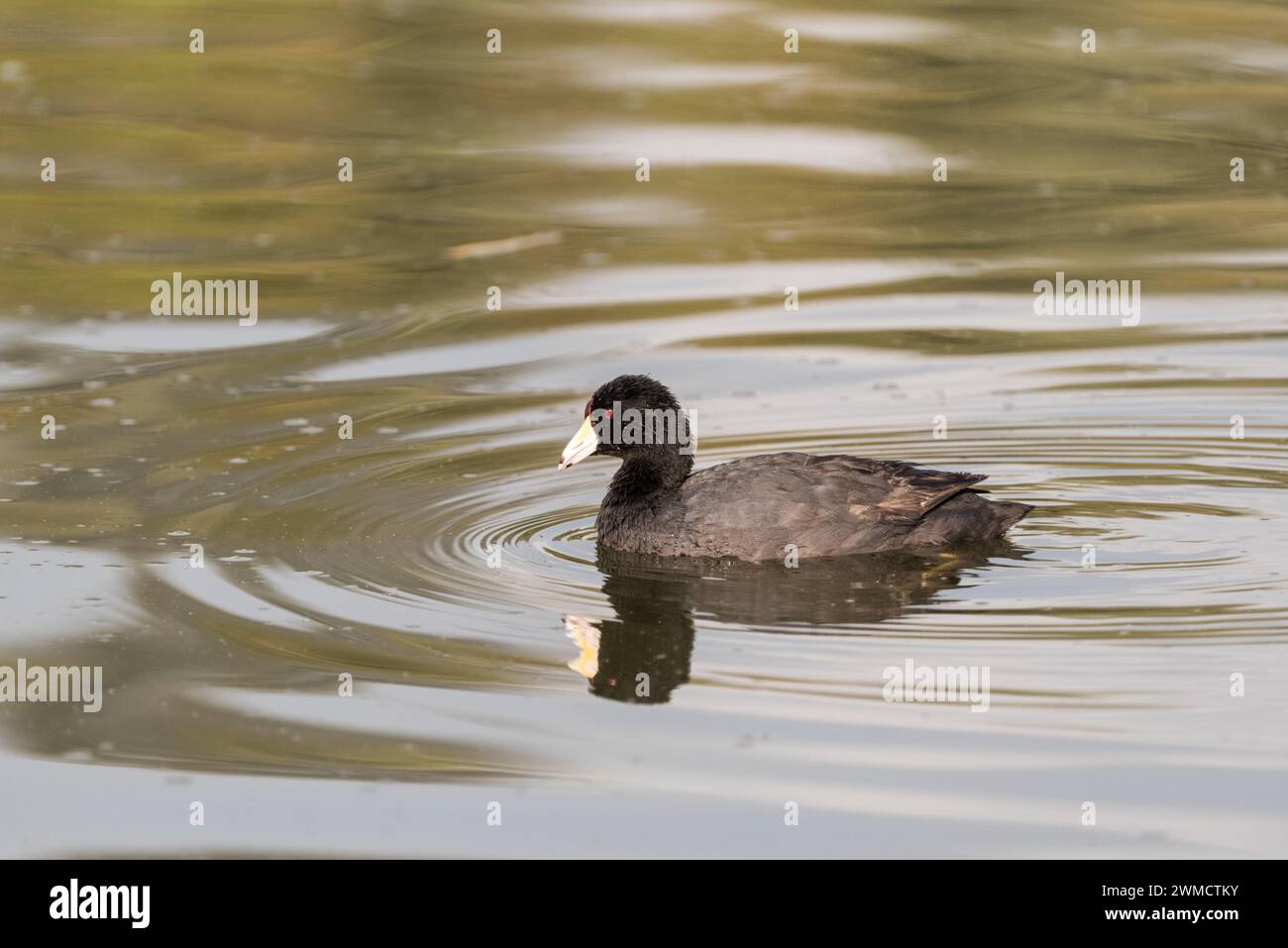 La focha americana hi-res stock photography and images - Alamy