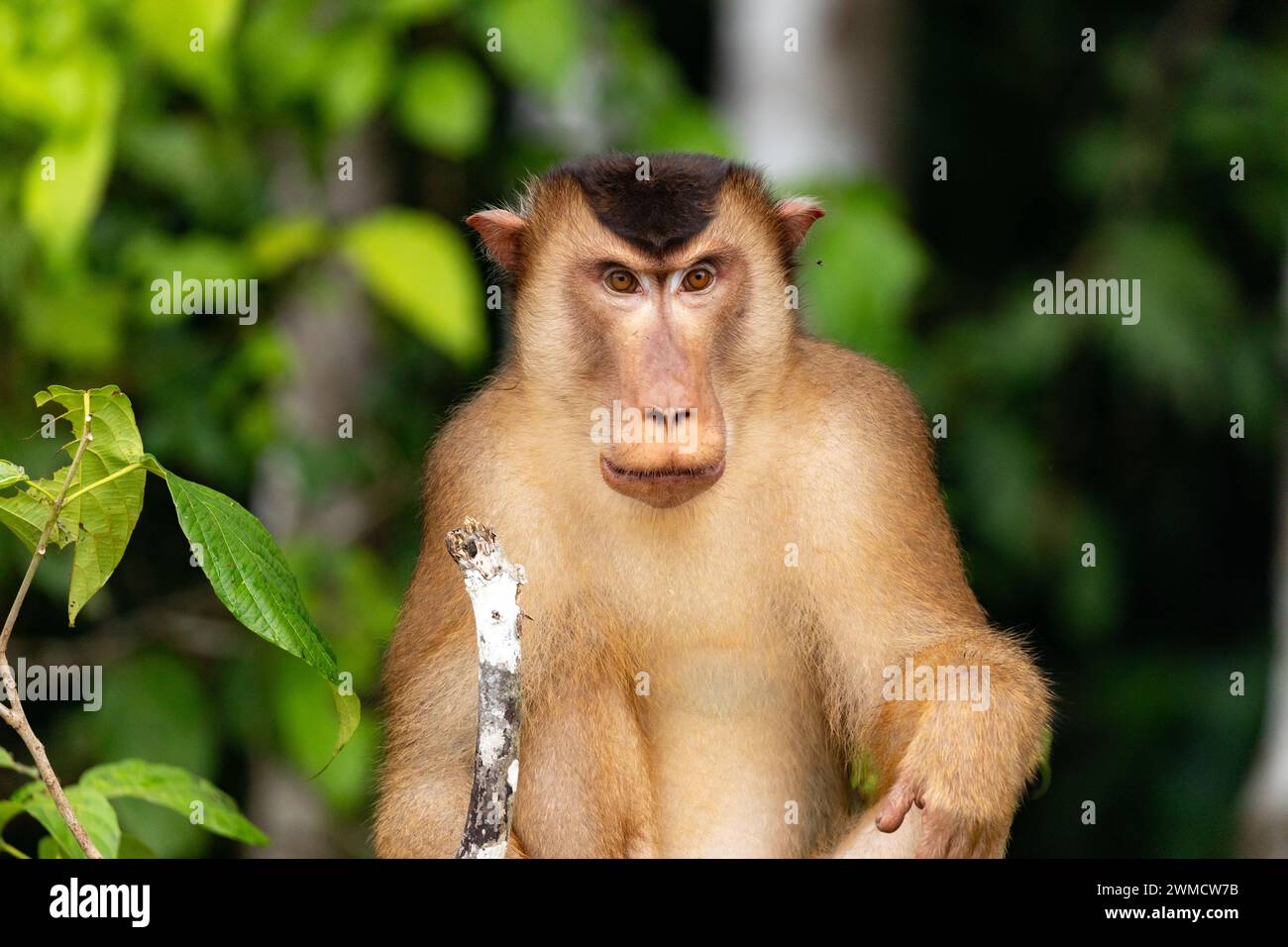 Macaque, Macaca, stares intently from his perch on tree limbs at ...
