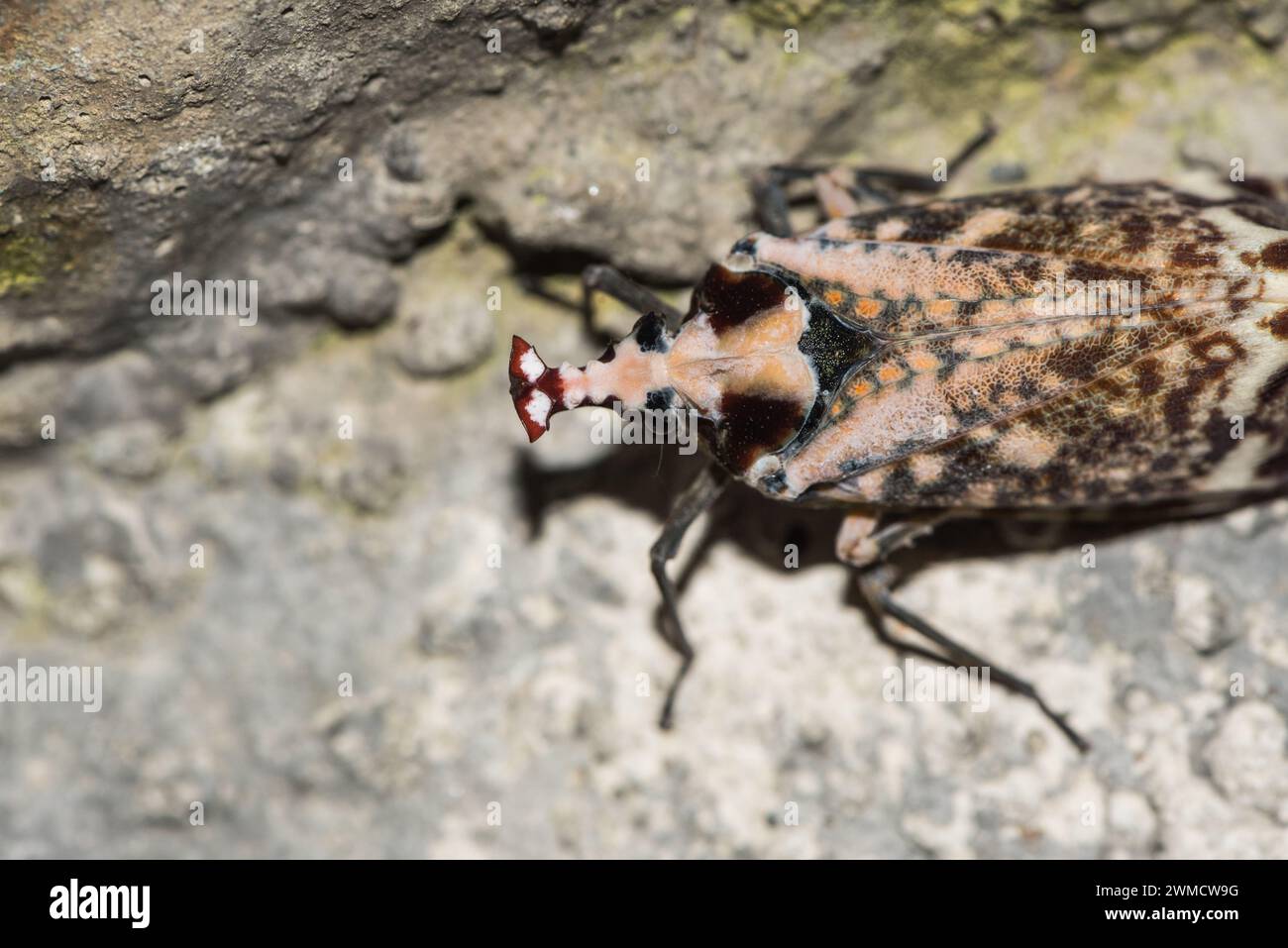 The amazing and odd looking (check out the "nose") Dragon-headed Bug ...