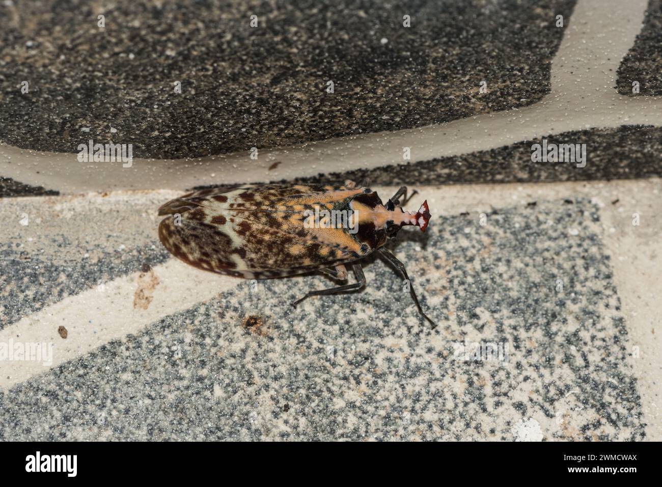 The amazing and odd looking (check out the "nose") Dragon-headed Bug ...