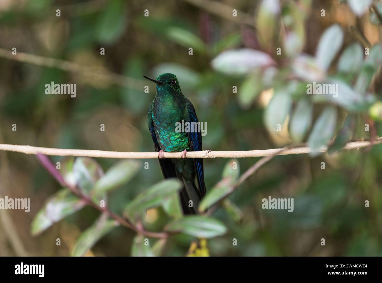 Colibrí grande hi-res stock photography and images - Alamy