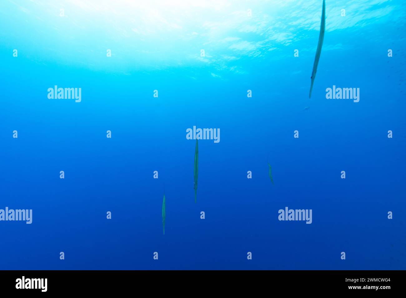 Pipe fish hi-res stock photography and images - Alamy