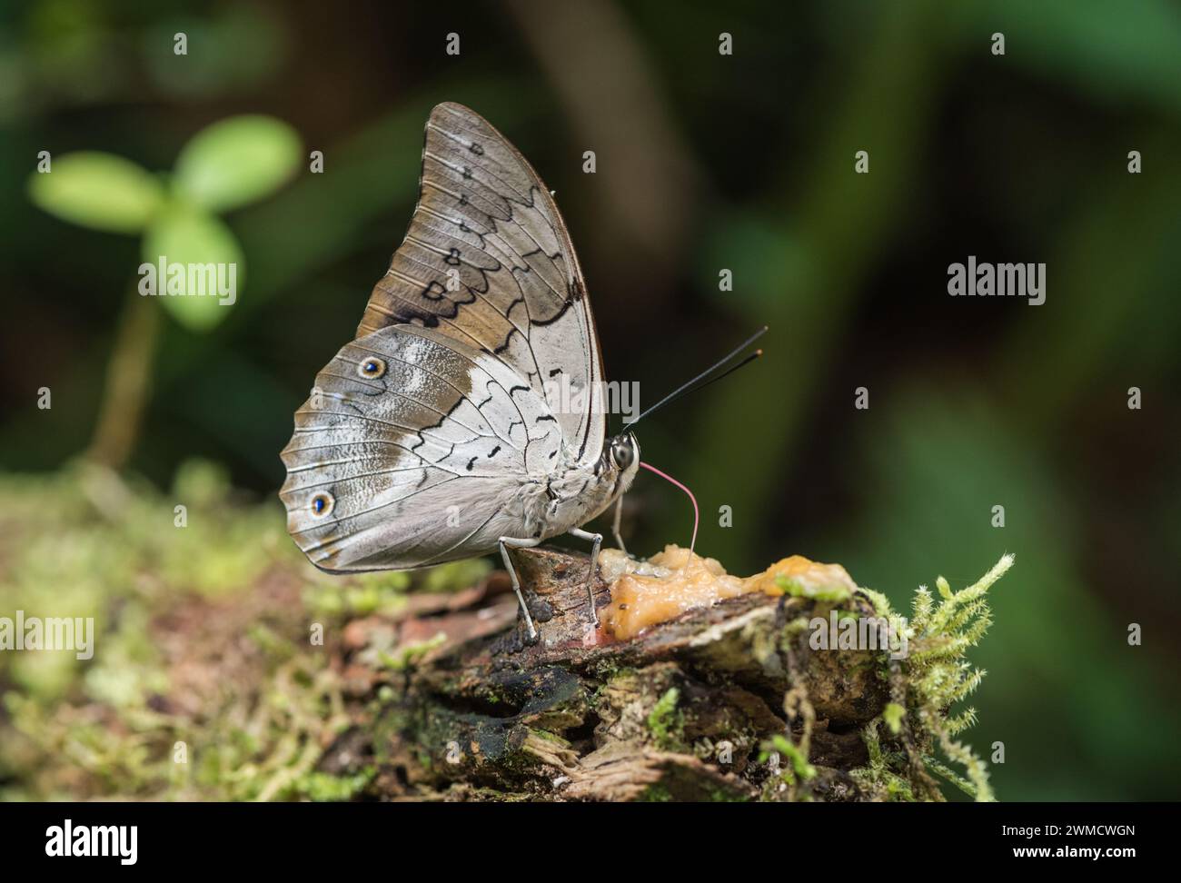 Nymphalidae leafwing butterfly insect hi-res stock photography and ...