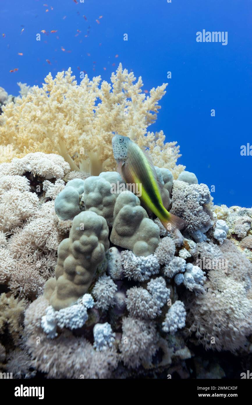 Colorful tropical fish hides in the coral of a tropical coral reef ...