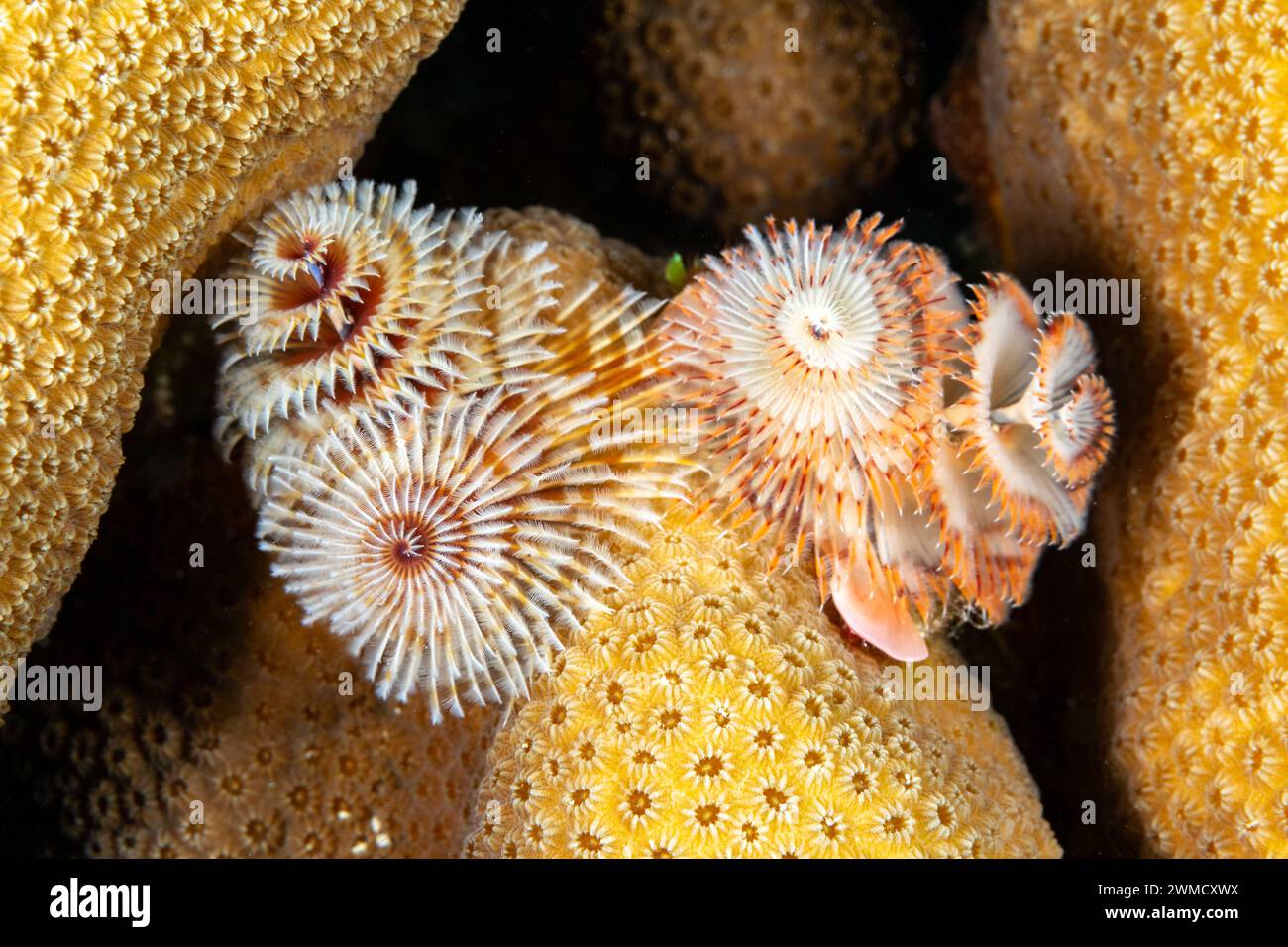 Close-up of delicate displays of Christmas tree worm, Spirobranchus ...