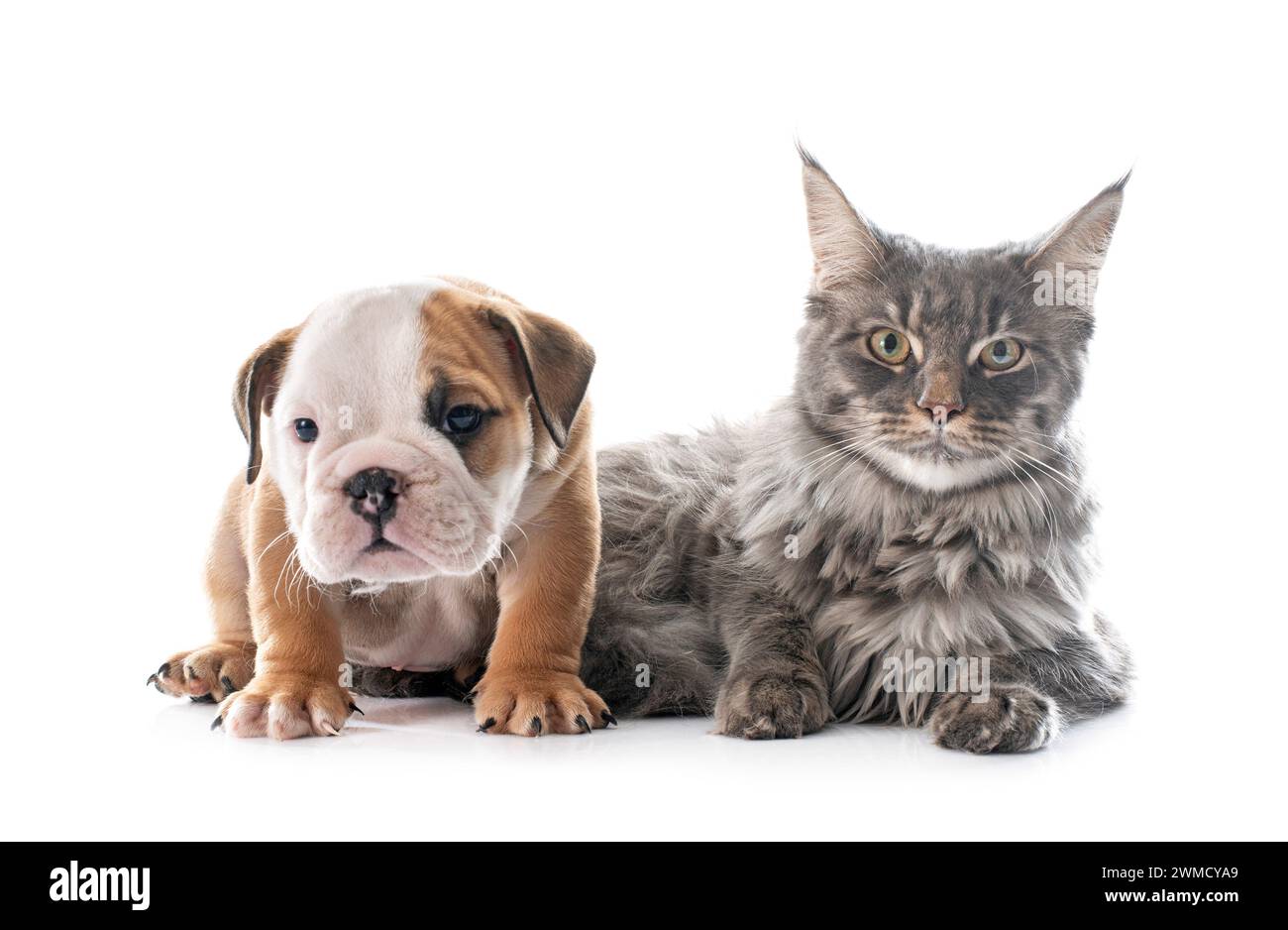 puppy english bulldog and cat in front of white background Stock Photo ...