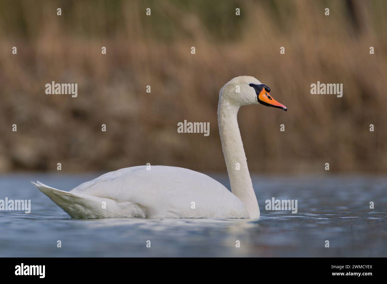 Giant waterfowl Cygnus olor aka wild swan is floating on the surface of ...