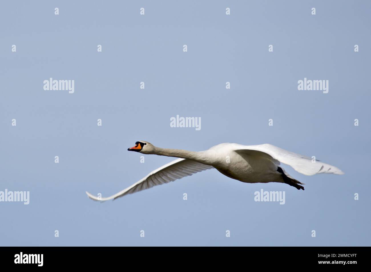Giant waterfowl Cygnus olor aka swan is flying over the pond. Isolated ...