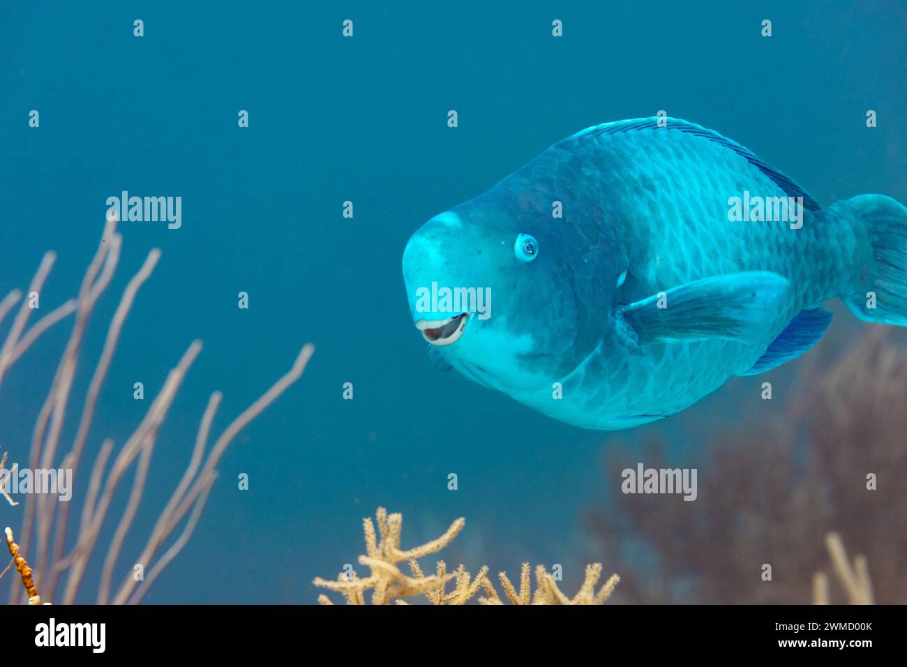 Blue parrotfish fish swims through clear blue waters on a tropical ...