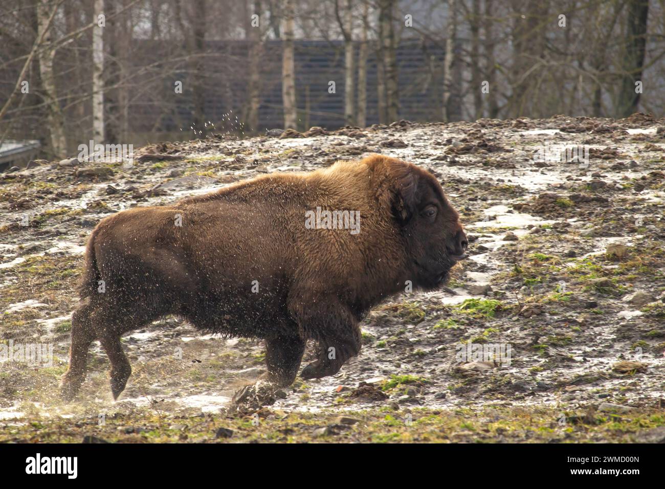 American bison running hi-res stock photography and images - Alamy