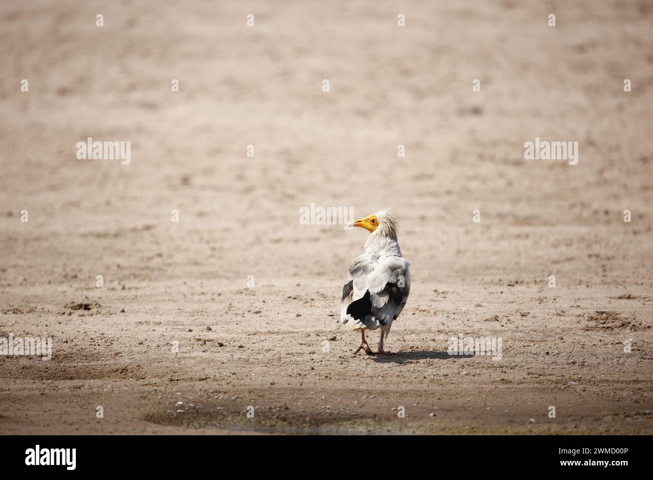 Egyptian vulture on the banks of the Chambal river Stock Photo - Alamy