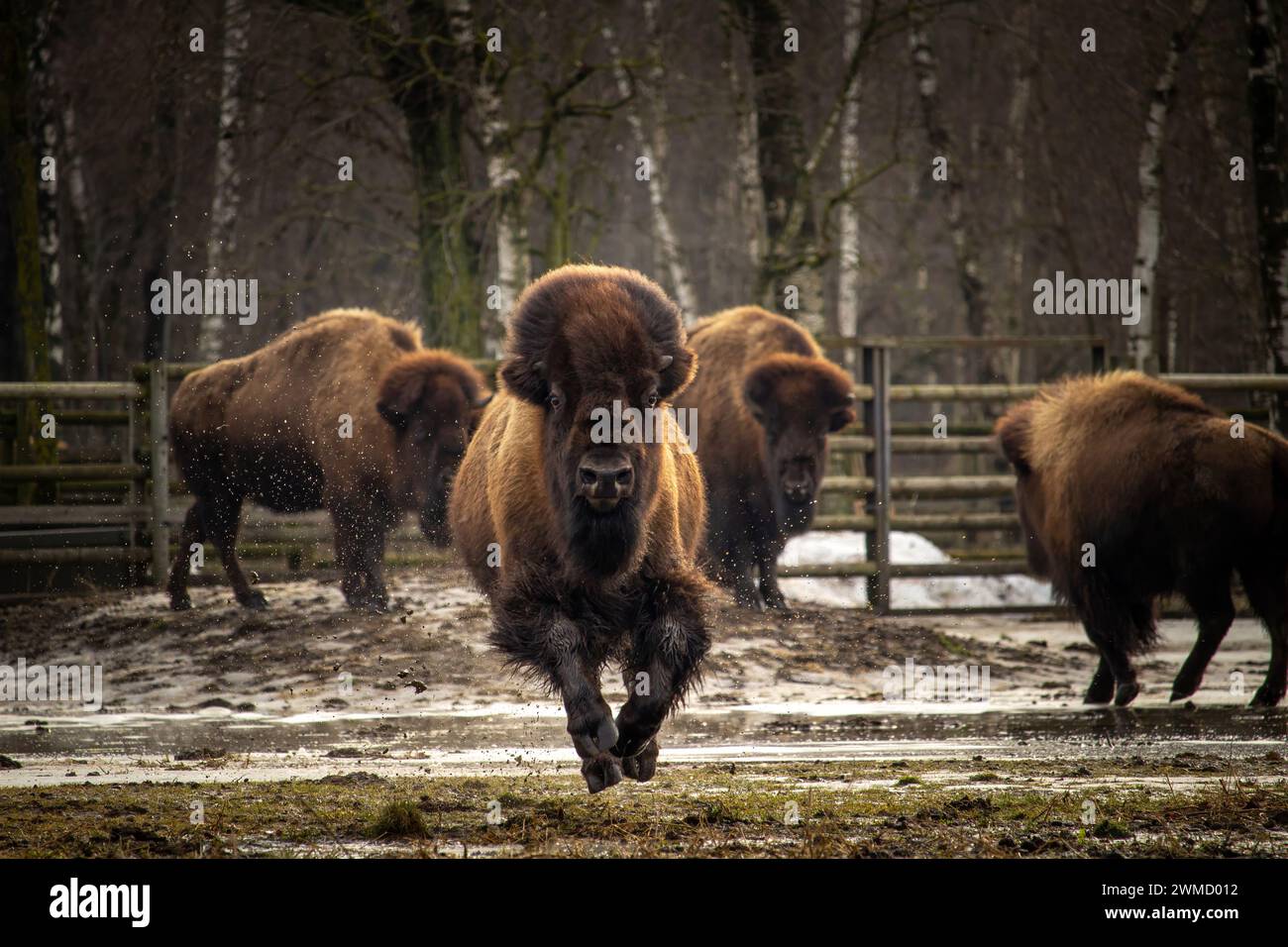 American bison running in hi-res stock photography and images - Alamy