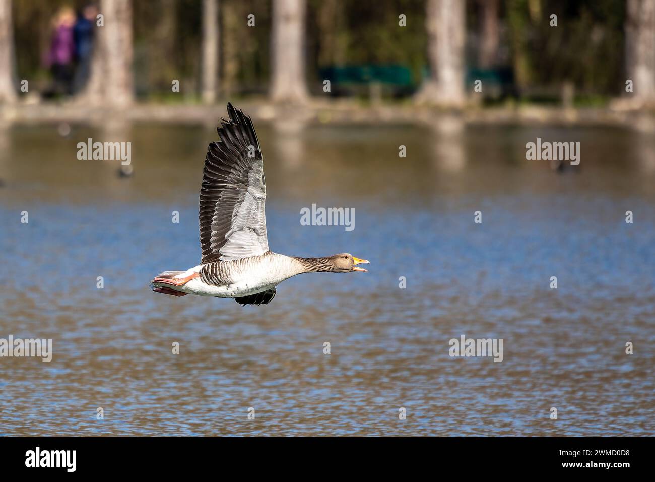 The greylag goose, Anser anser is a species of large goose in the ...