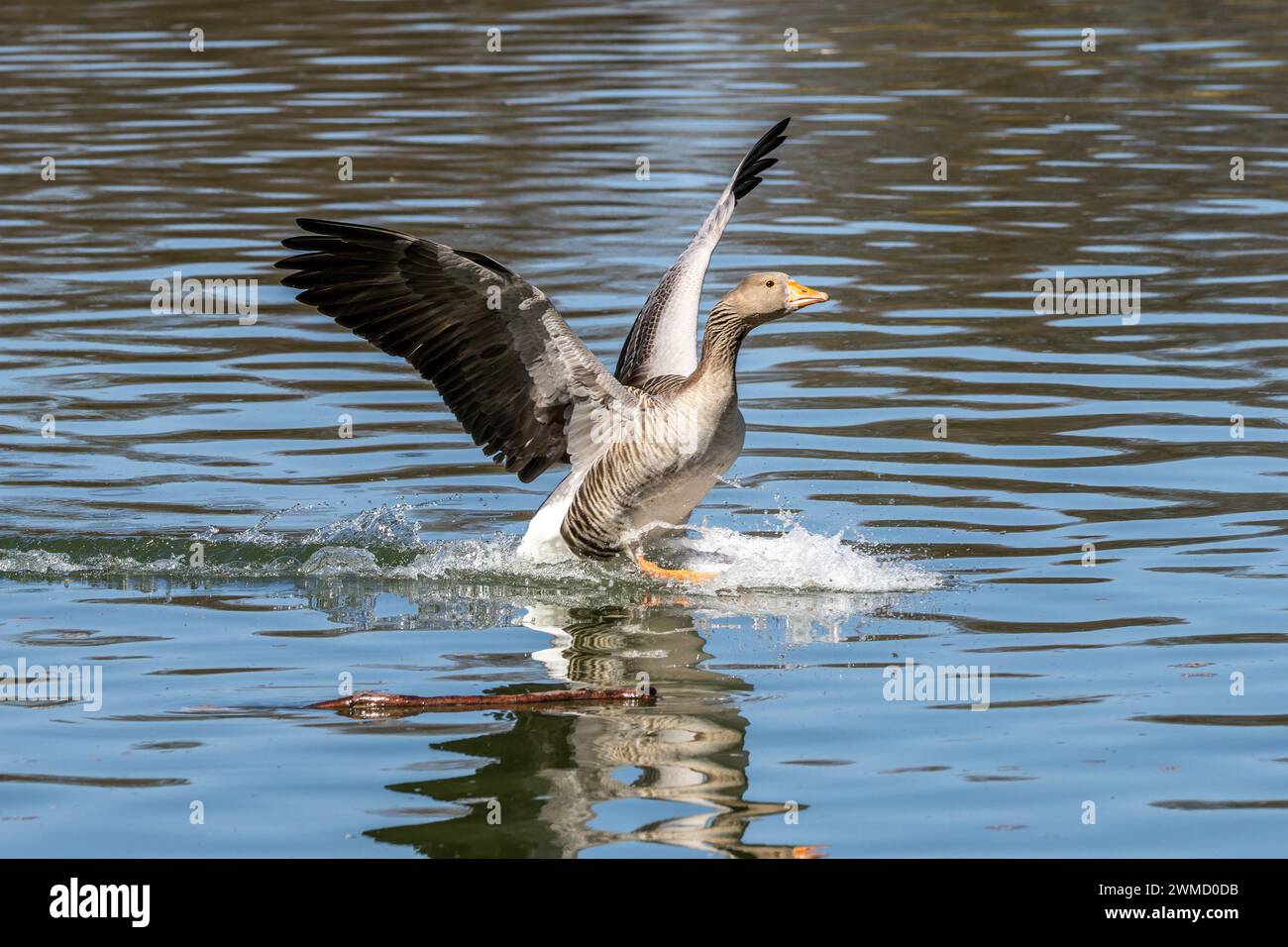The greylag goose spreading its wings on water. Anser anser is a ...