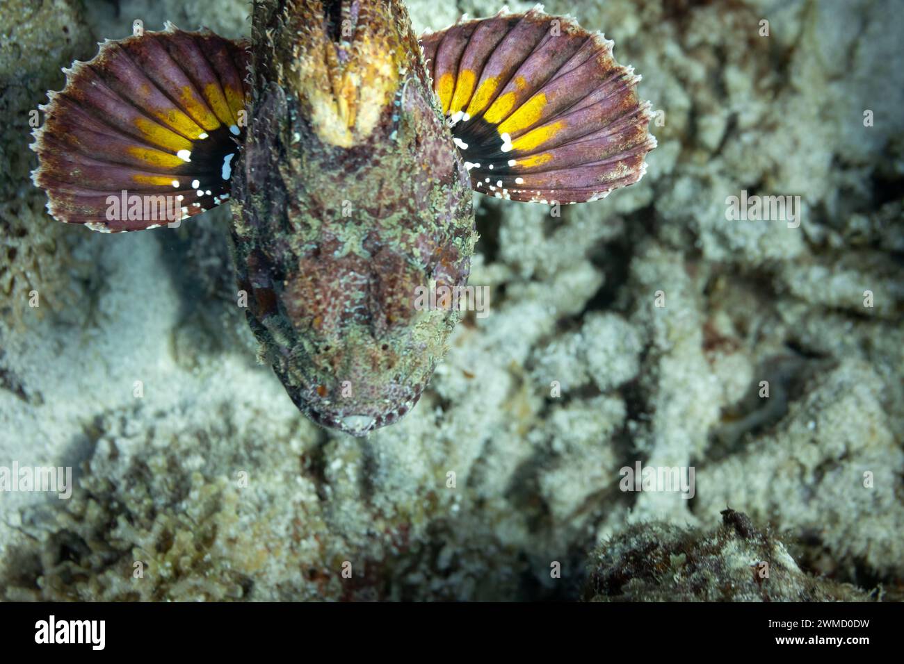 Scorpion fish spreads its colorful pectoral fins a in a defense display ...