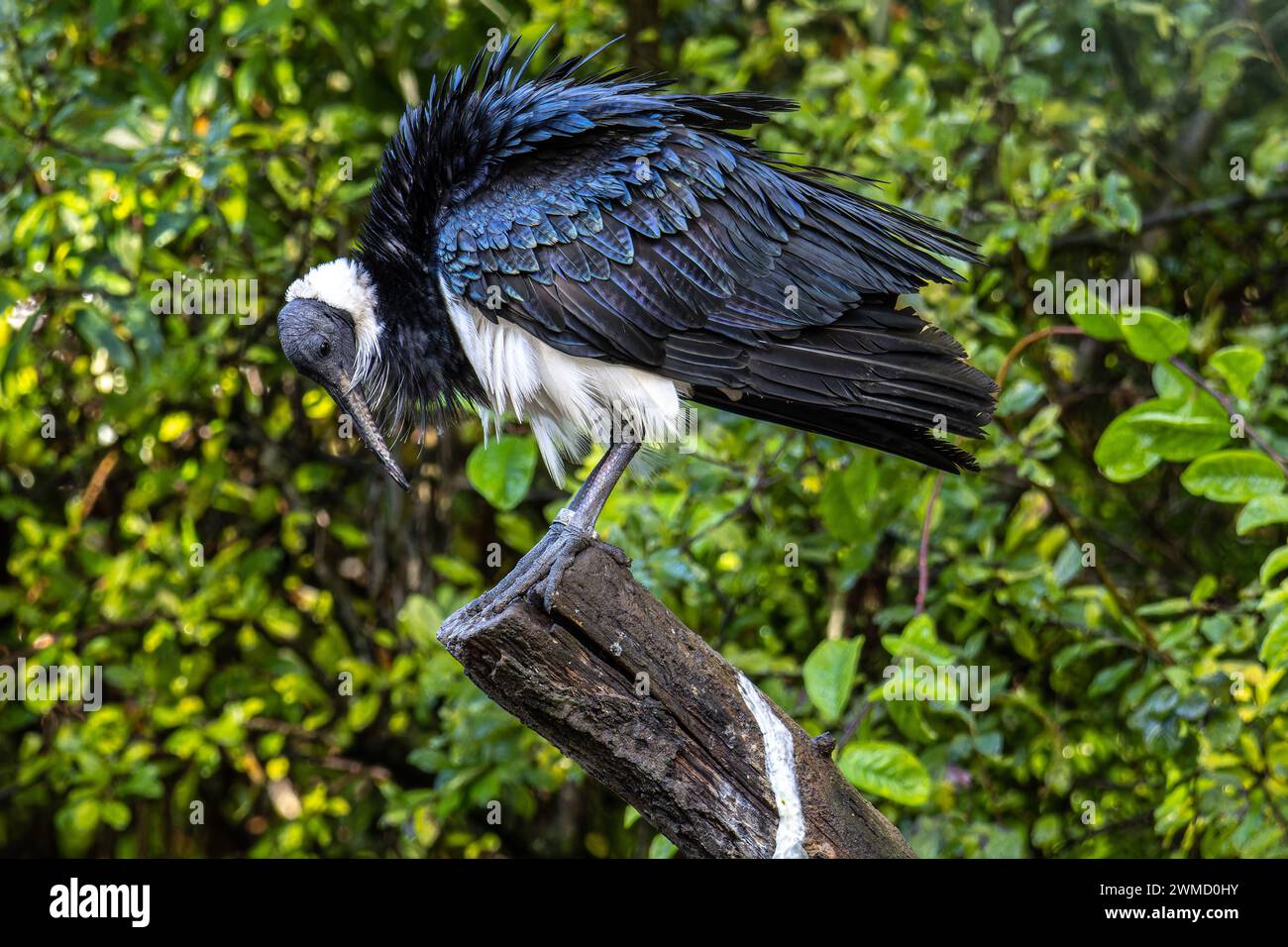 The Straw-necked Ibis, Threskiornis spinicollis is a bird of the ibis ...