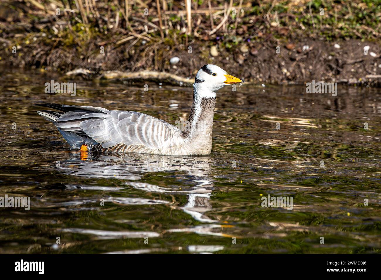 The bar-headed goose, Anser indicus is a goose that breeds in Central ...
