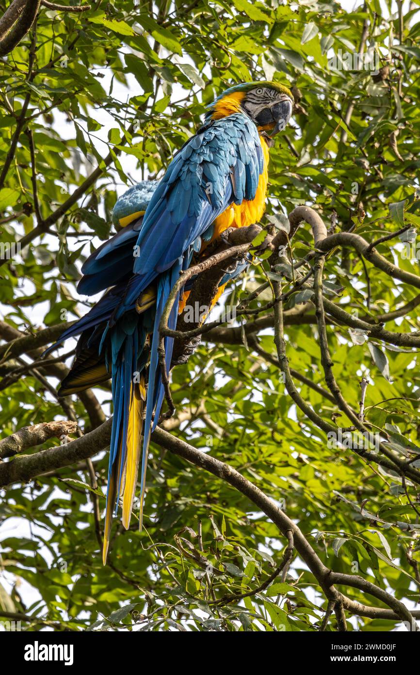 The Blue-and-yellow Macaw, Ara ararauna also known as the blue-and-gold macaw, is a large South ...
