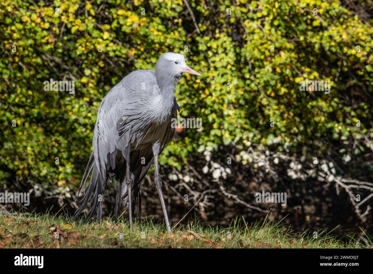 The Blue Crane, Grus paradisea, is an endangered bird specie endemic to ...