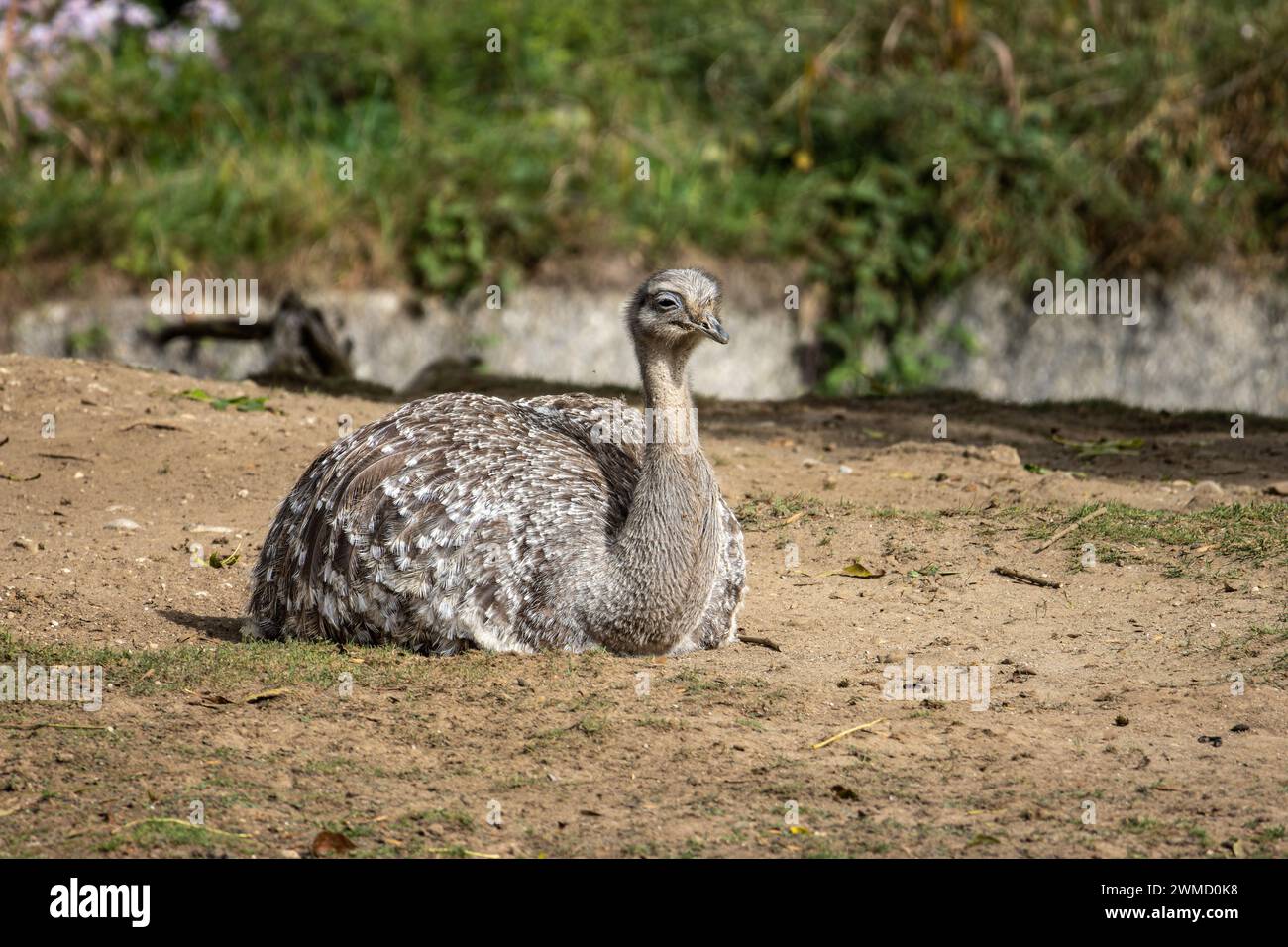 Darwin's rhea, Rhea pennata also known as the lesser rhea. It is a ...