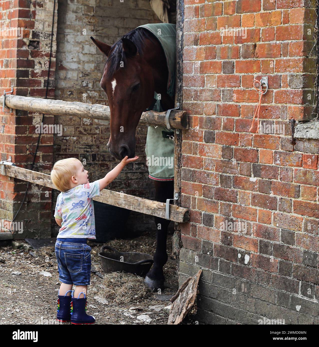 Young child saying hello to a horse in a stable with hand out and the ...