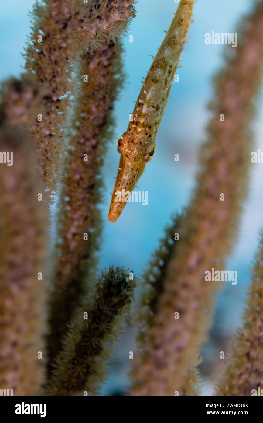 Small brown and white leaf fish hides by floating nose down, vertically ...