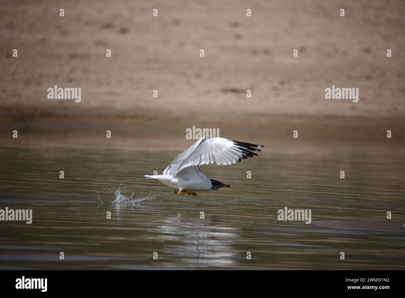 Pallas gull on the Chambal river in India Stock Photo - Alamy