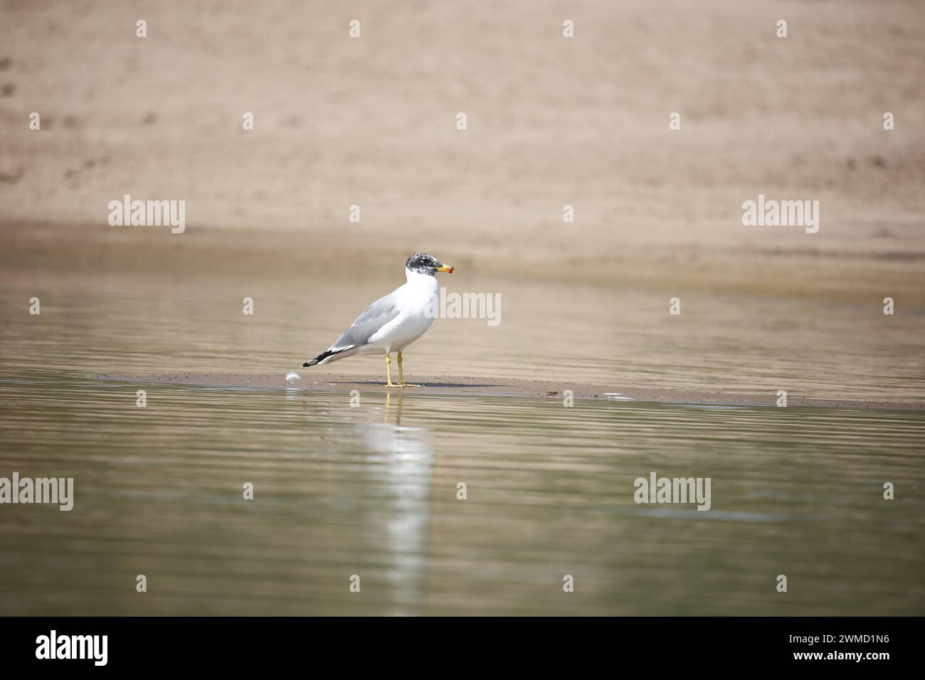 Gulls of india hi-res stock photography and images - Alamy