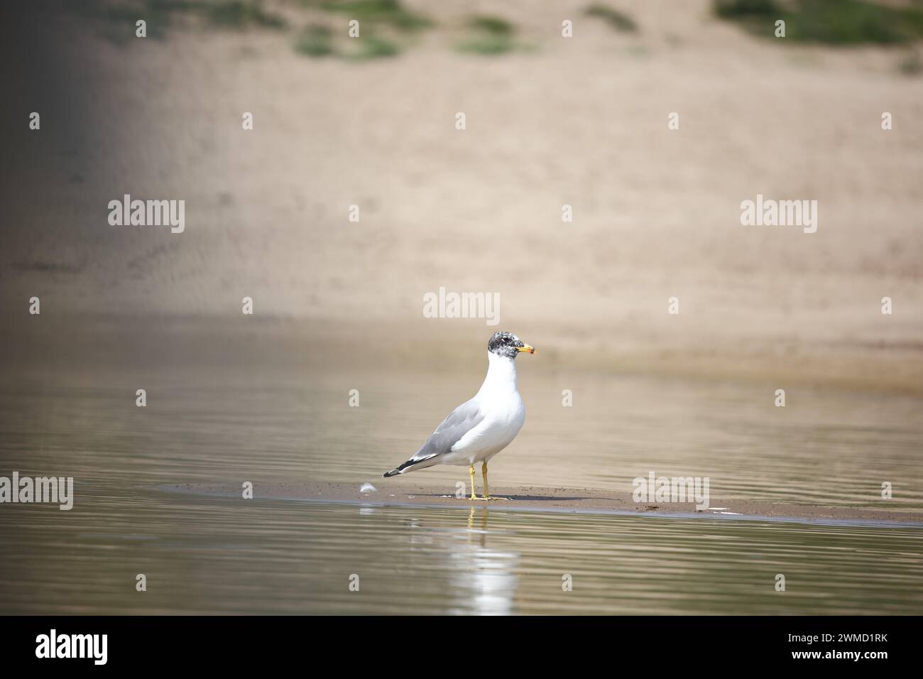 Pallas gull image hi-res stock photography and images - Alamy