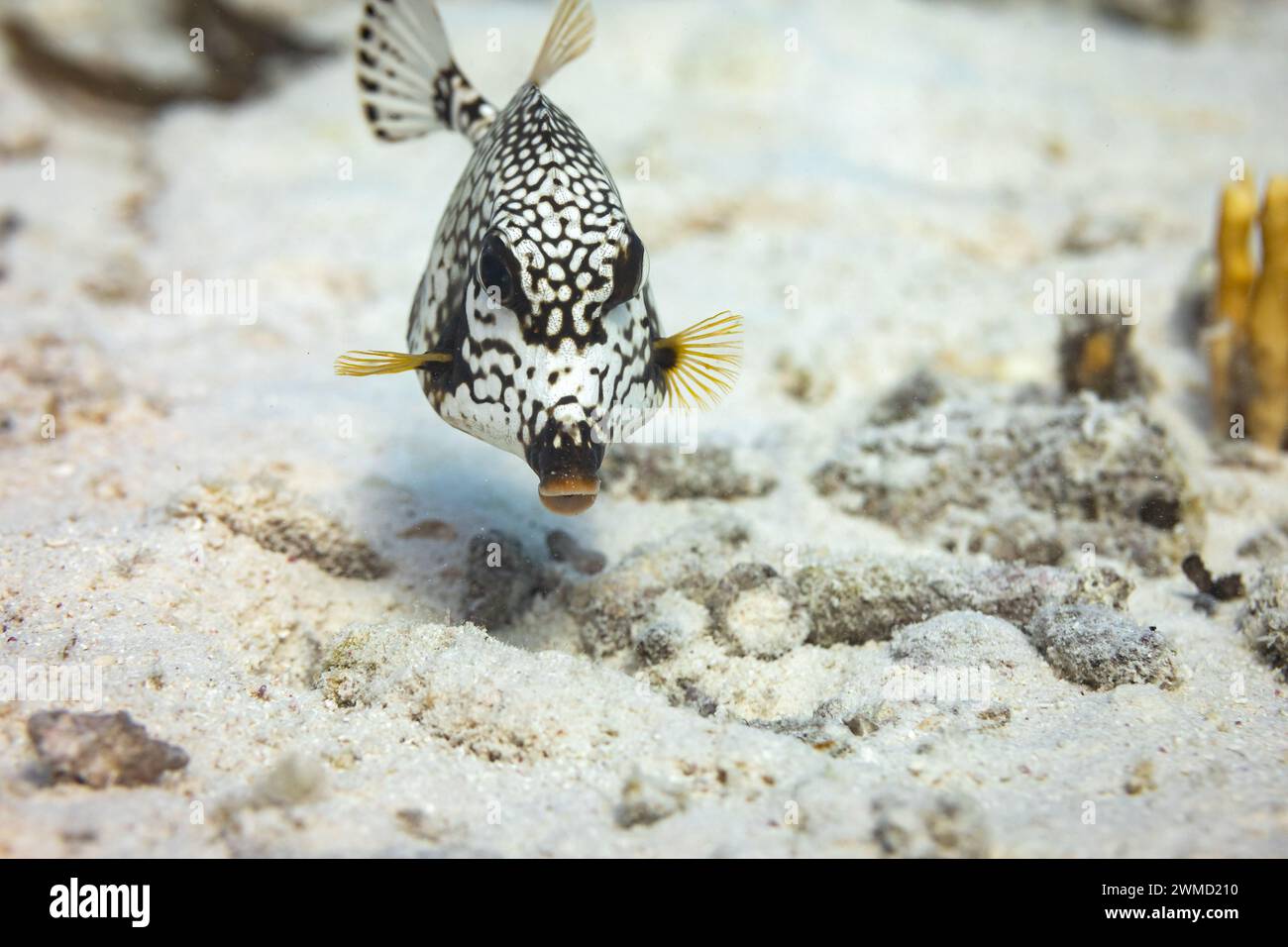Black and white trunk fish scavenges along sandy bottom of coral reef ...