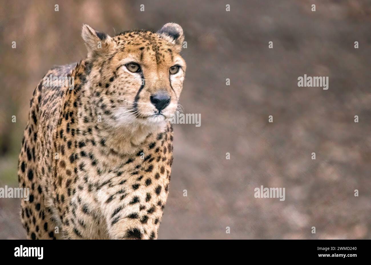 Teardrop markings hi-res stock photography and images - Alamy