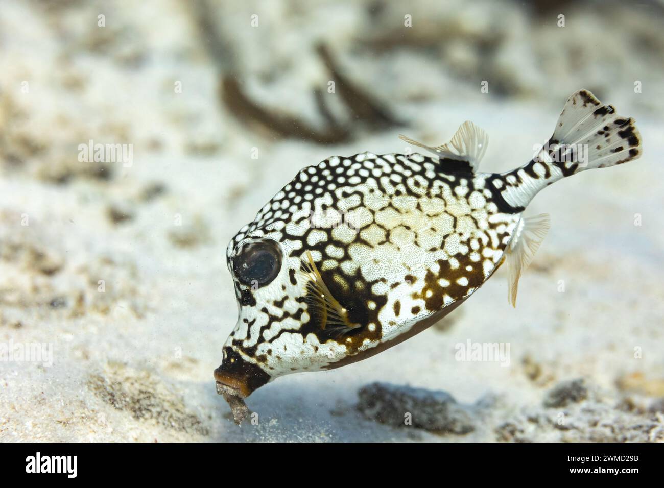 Trunk fish hi-res stock photography and images - Alamy