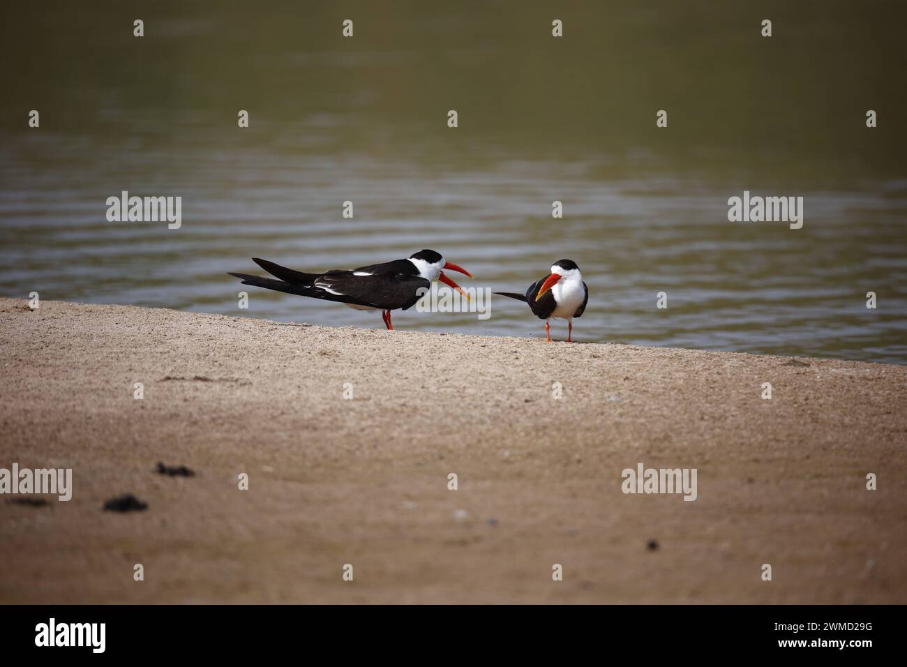 Indian skimmer pictures hi-res stock photography and images - Alamy