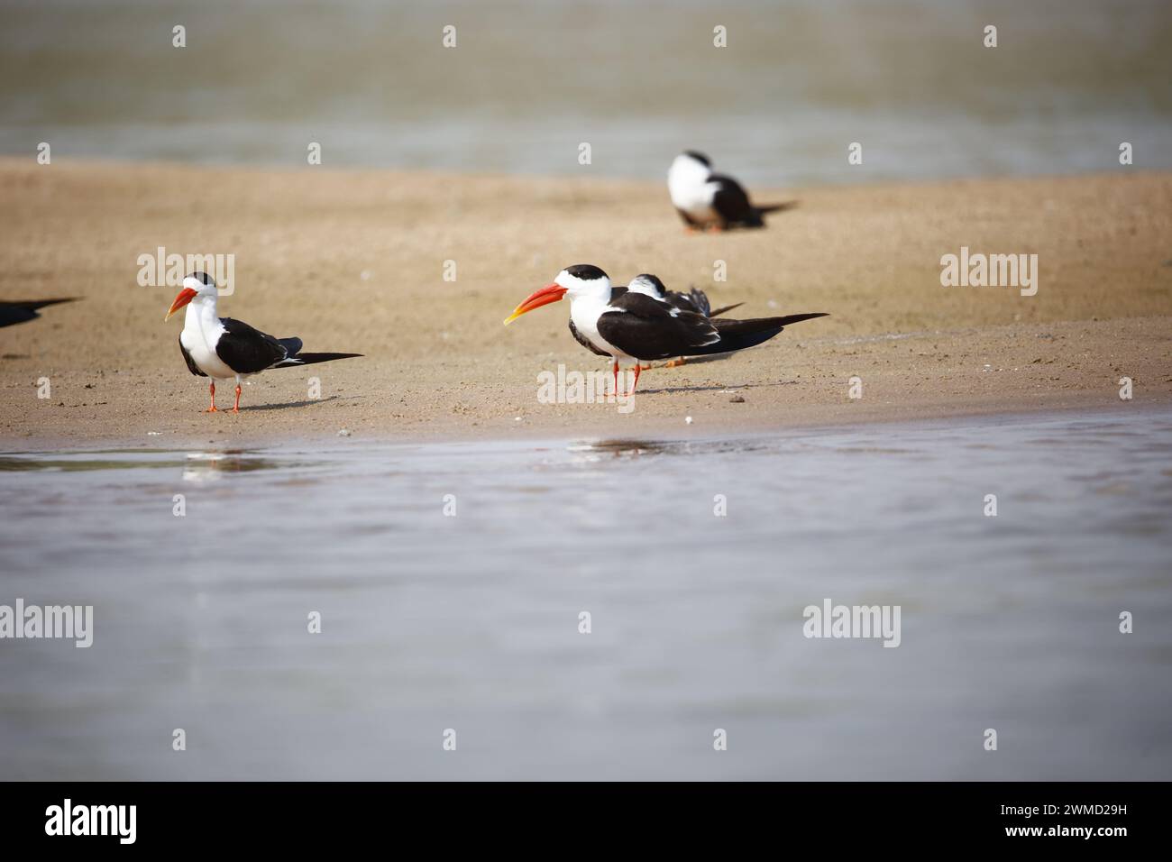 Indian skimmer picture hi-res stock photography and images - Alamy