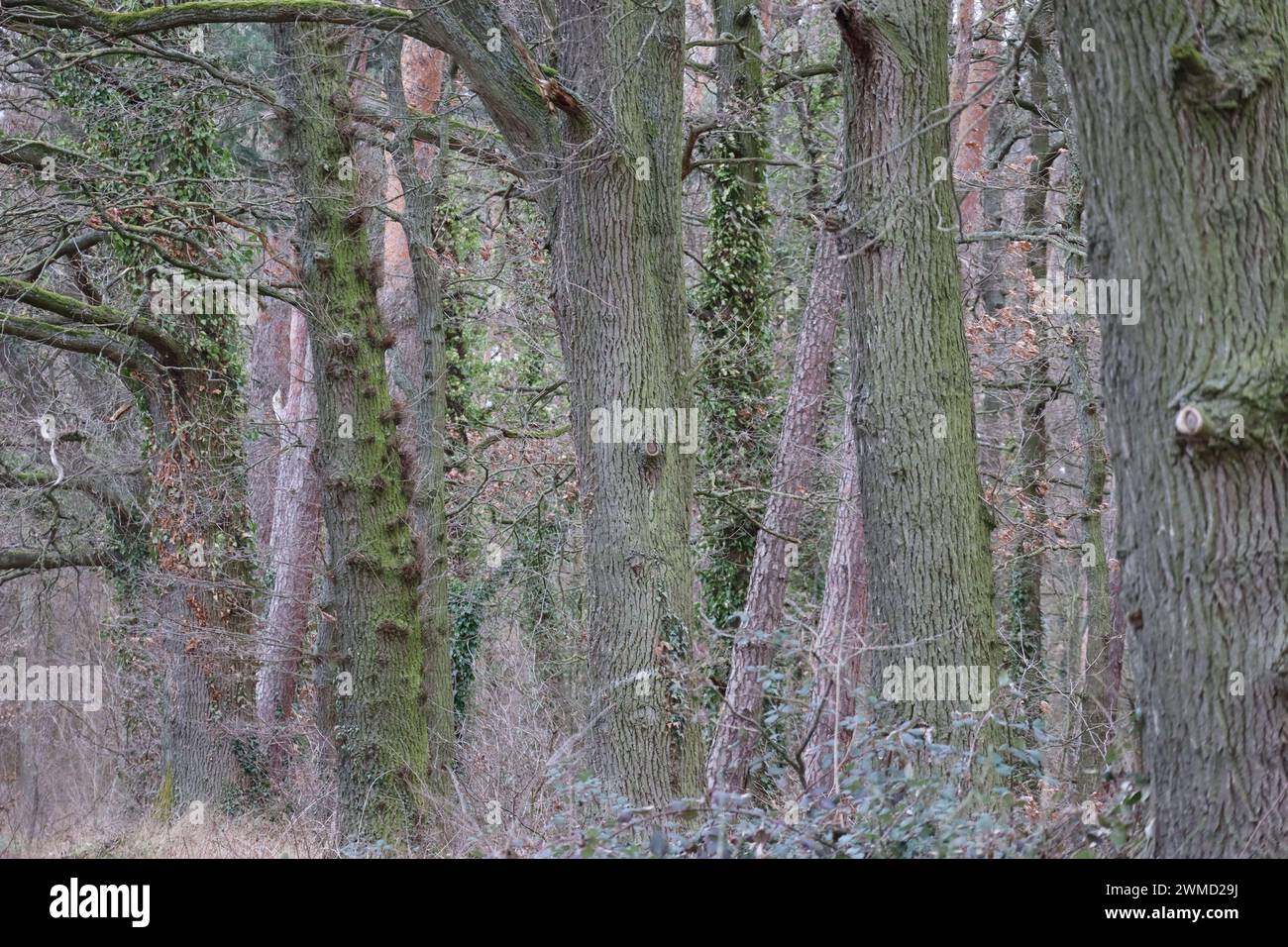 Forest distances hi-res stock photography and images - Alamy