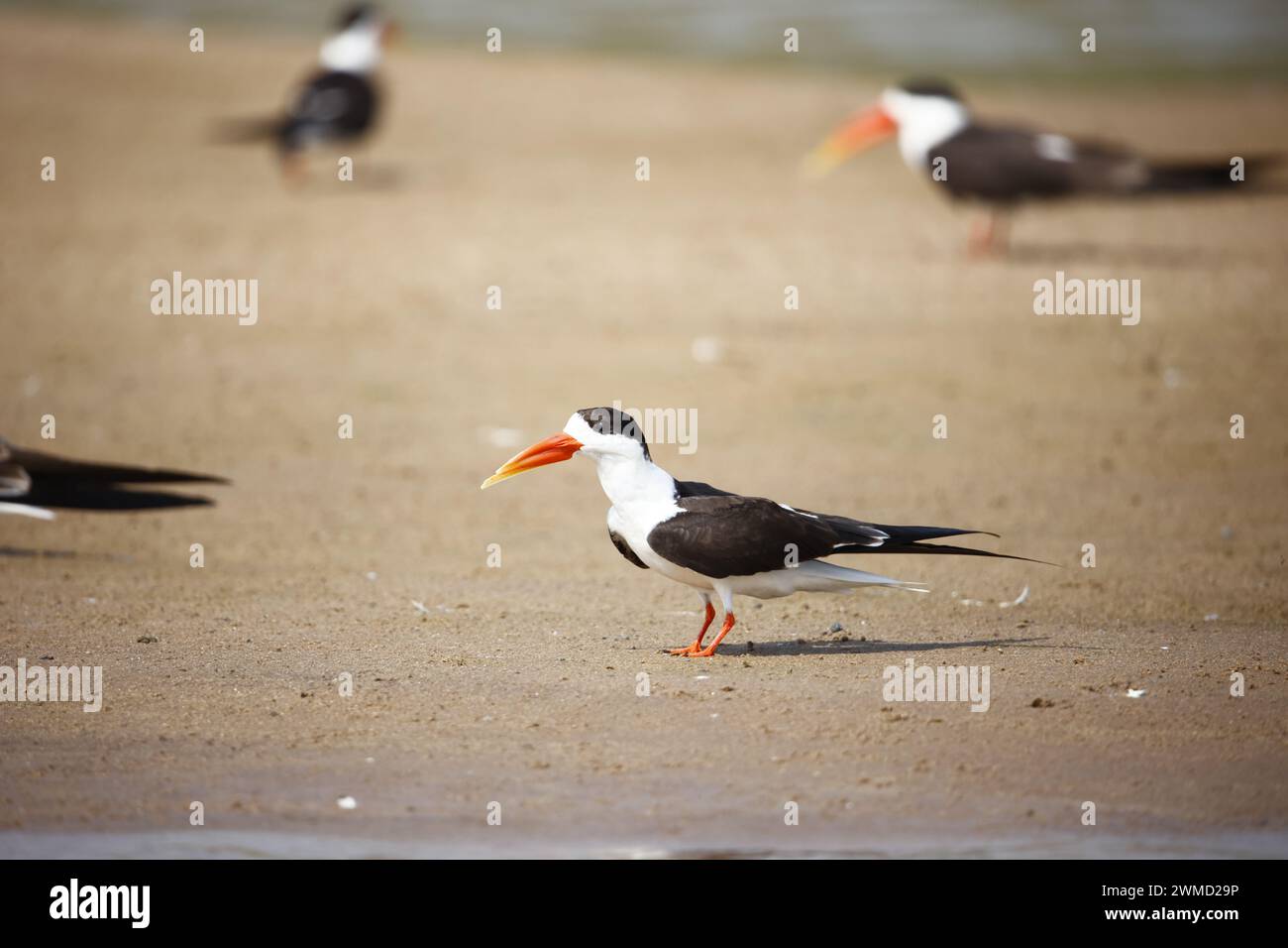 Indian skimmer image hi-res stock photography and images - Alamy