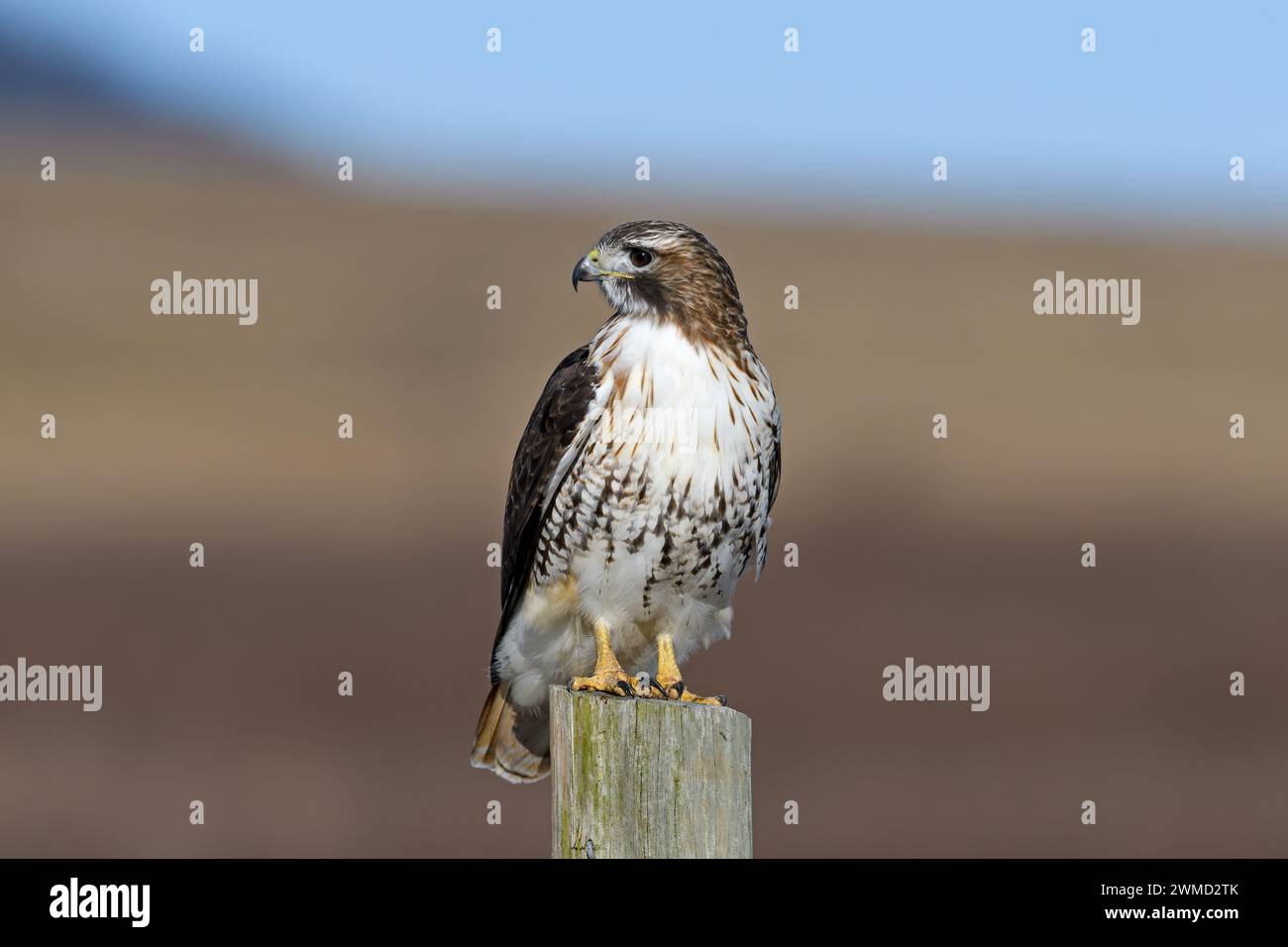 Red-tailed hawk sitting. It is a bird of prey that breeds throughout ...