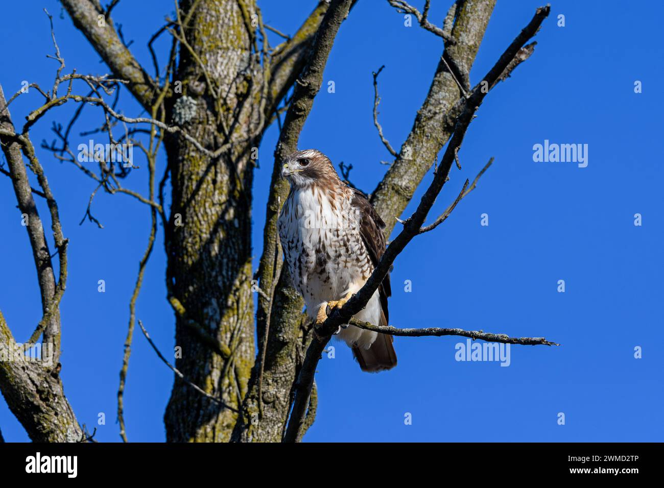 Red tailed hawk sitting hi-res stock photography and images - Alamy
