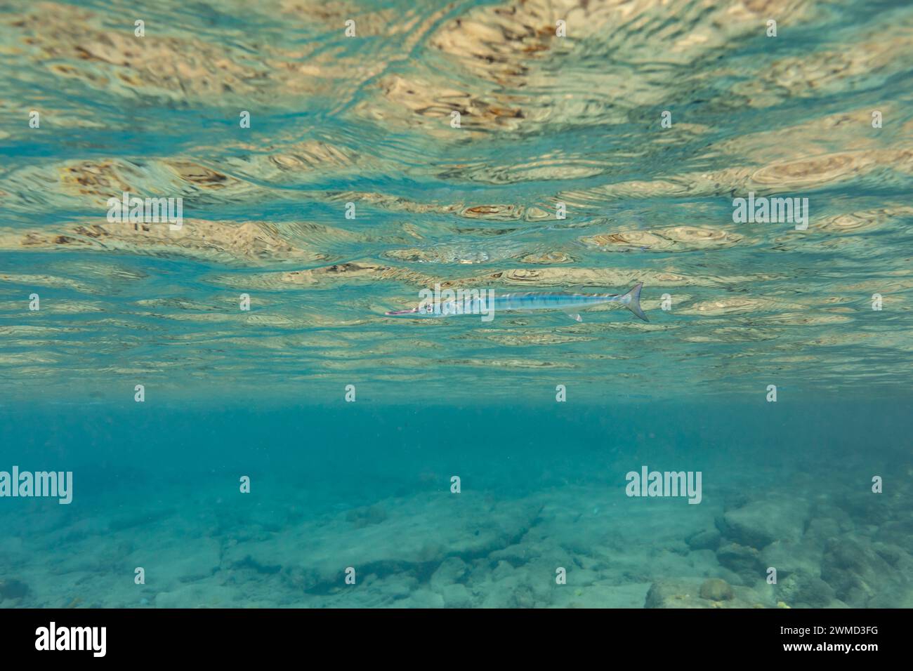 Silver Needfish, Belonidae, hides camouflages near the ripples of the ...
