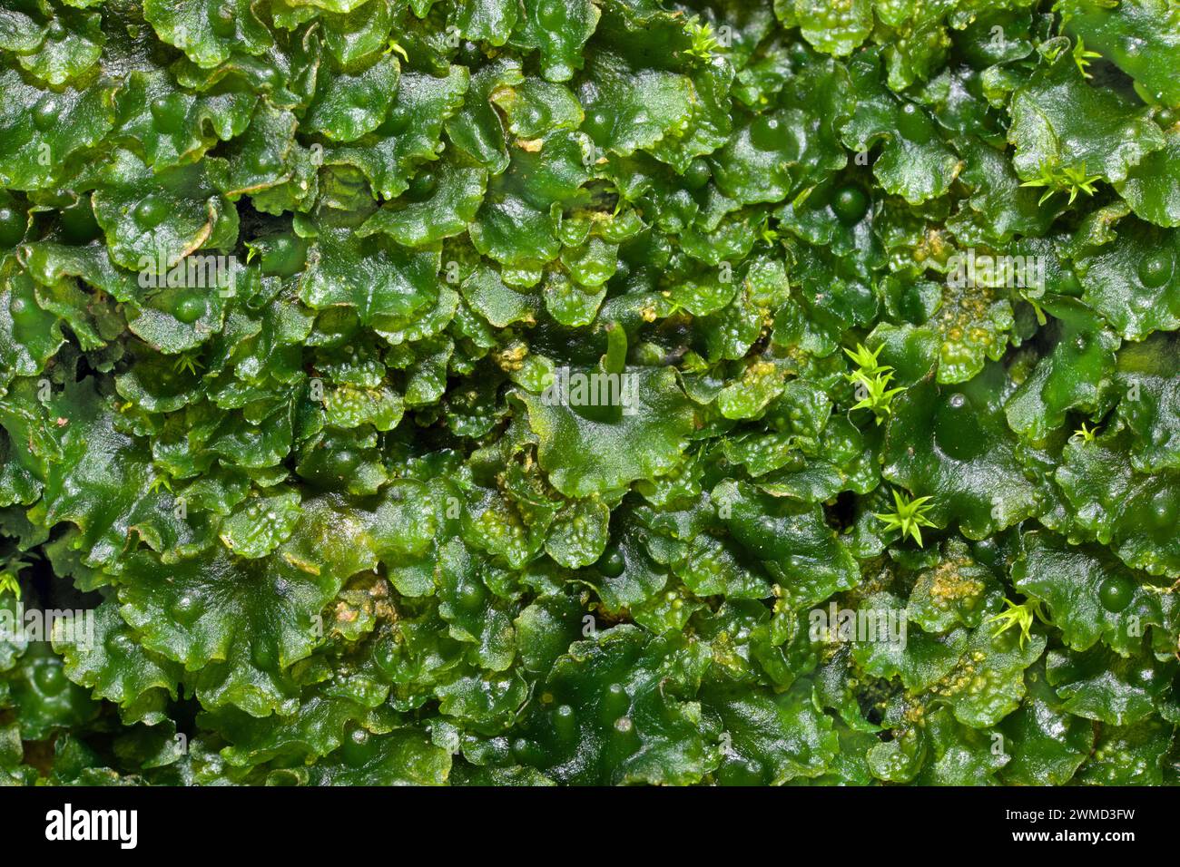 Smooth hornwort hi-res stock photography and images - Alamy