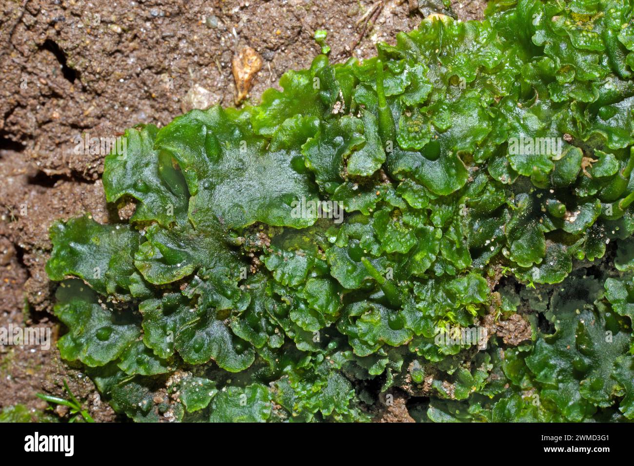 Phaeoceros hi-res stock photography and images - Alamy
