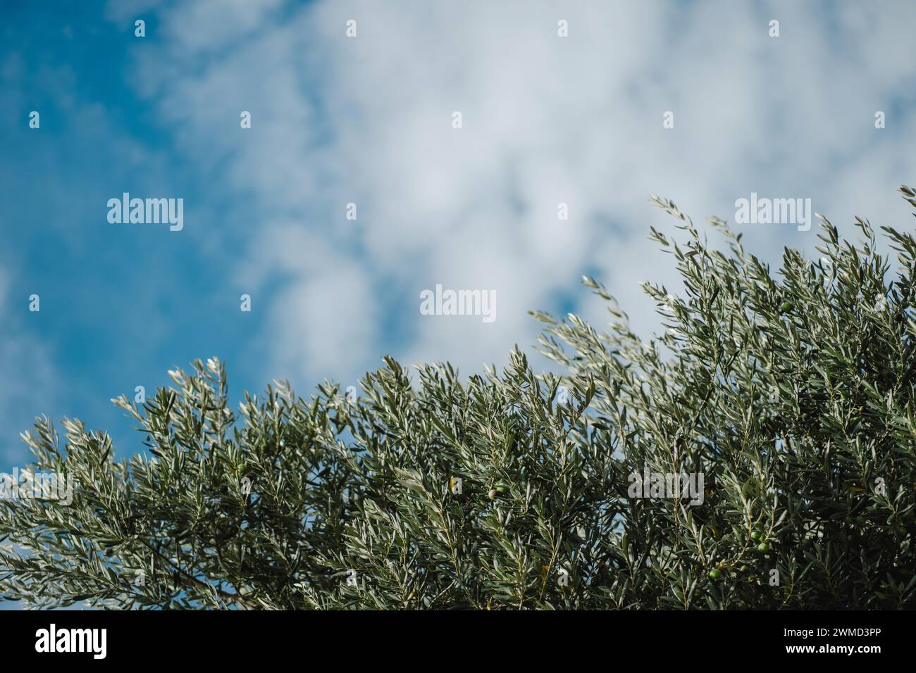 Olive tree branches with beautiful natural light and blue cloudy sky of ...