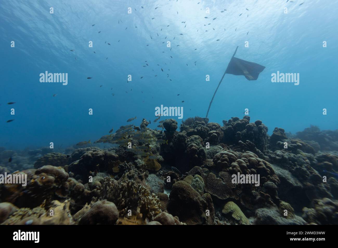 Flag planted on coral reef with various hard corals Stock Photo - Alamy