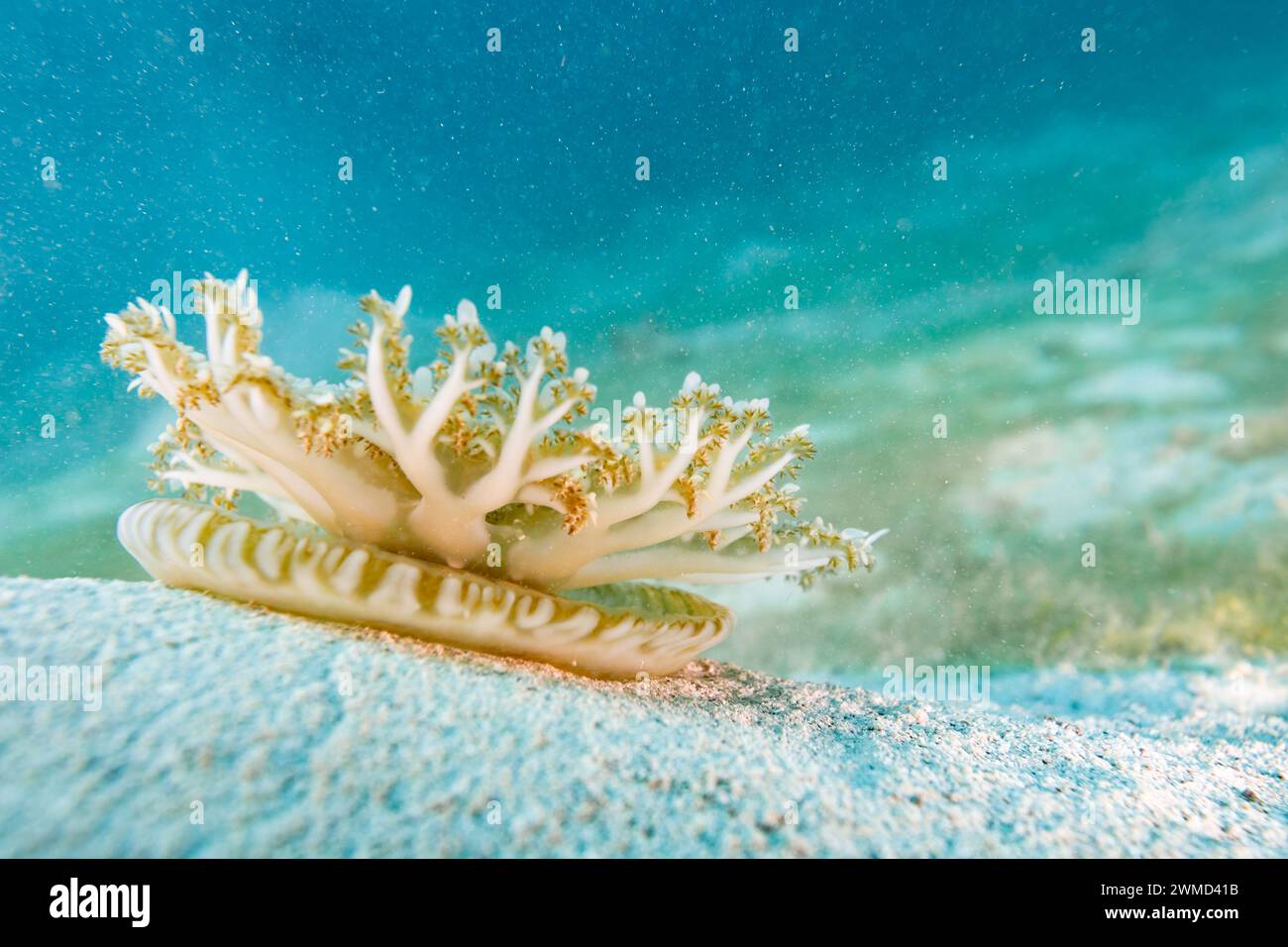 Upside down jellyfish, Cassiopea, sits on white sand and extends ...